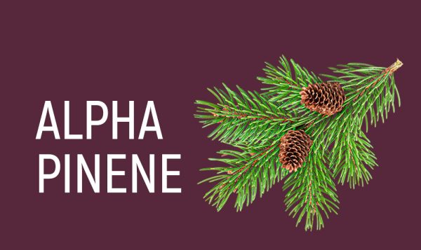 Terpenes: What They Are and How They Work - Cannadoca Natural CBD Products