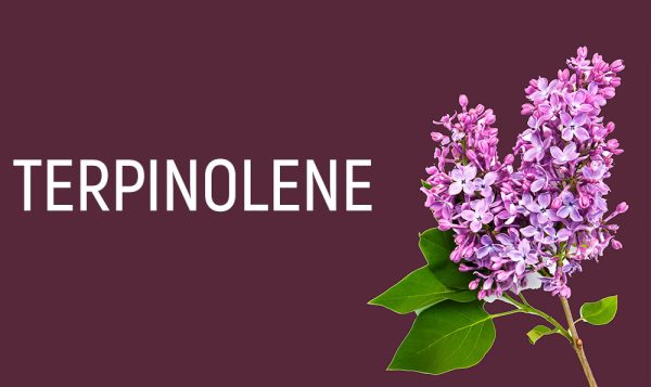 Terpenes: What They Are and How They Work - Cannadoca Natural CBD Products